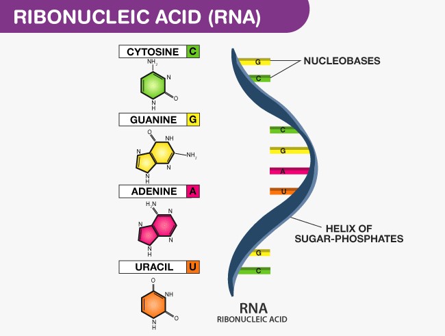 همه چیز درباره ی RNA - آموزشگاه نانو زیست فناوری اوژن (تکوین)